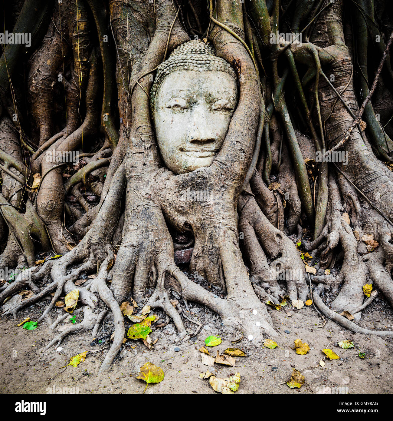Buddha head between tree roots wat mahathat hi-res stock photography ...