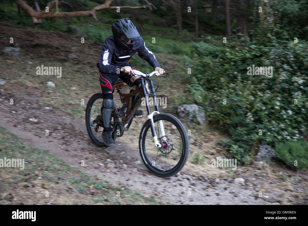 Mountainbiker riding downhill on forest path Stock Photo - Alamy
