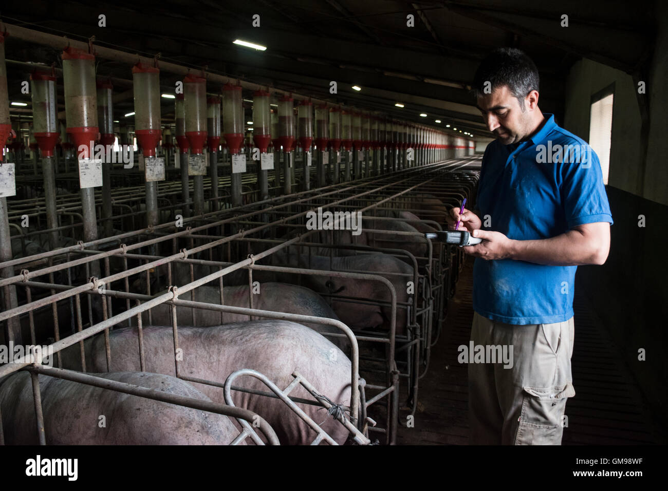 Pig farmer examining iberian pigs hi-res stock photography and images ...