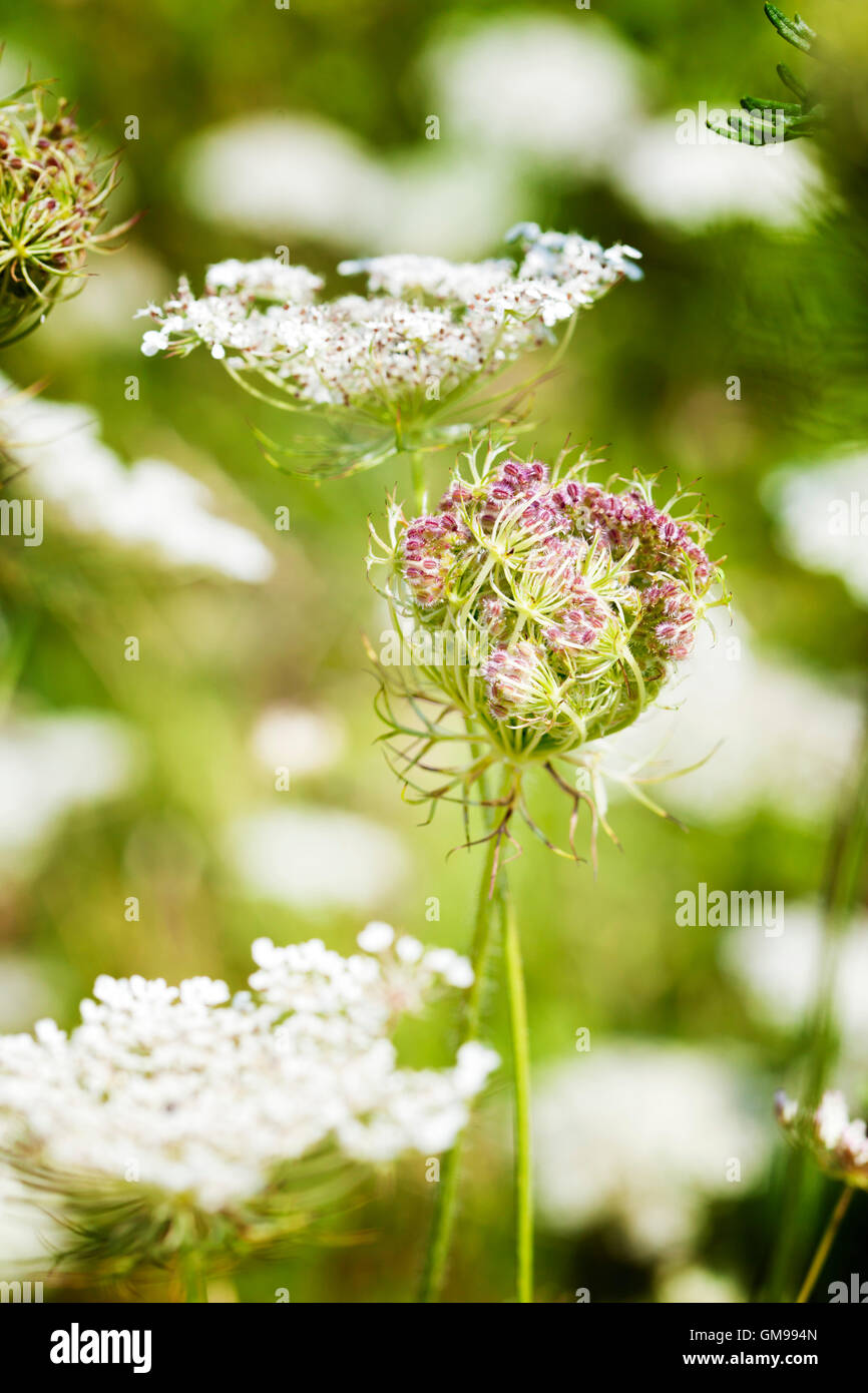 Yarrow plant image hi-res stock photography and images - Alamy