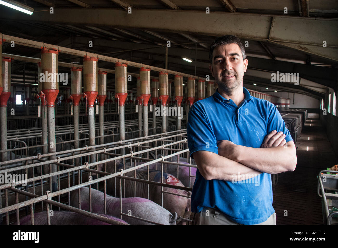 Salamanca, Spain, Pig farmer in a factory farm of iberian pig Stock ...
