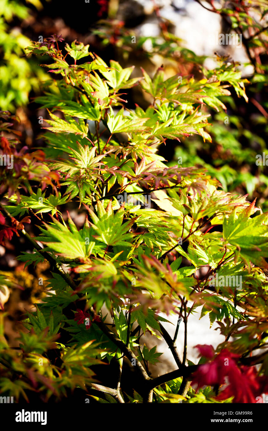 Multicolored japanese maple tree hi-res stock photography and images ...