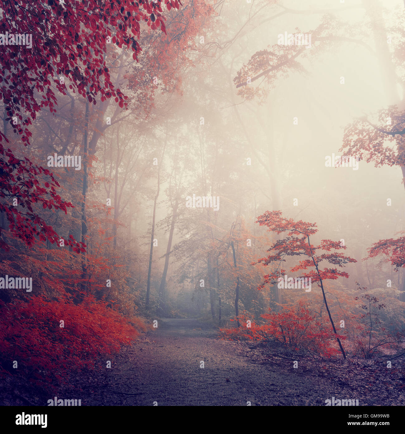 Forest in autumn, path and early-morning haze Stock Photo - Alamy