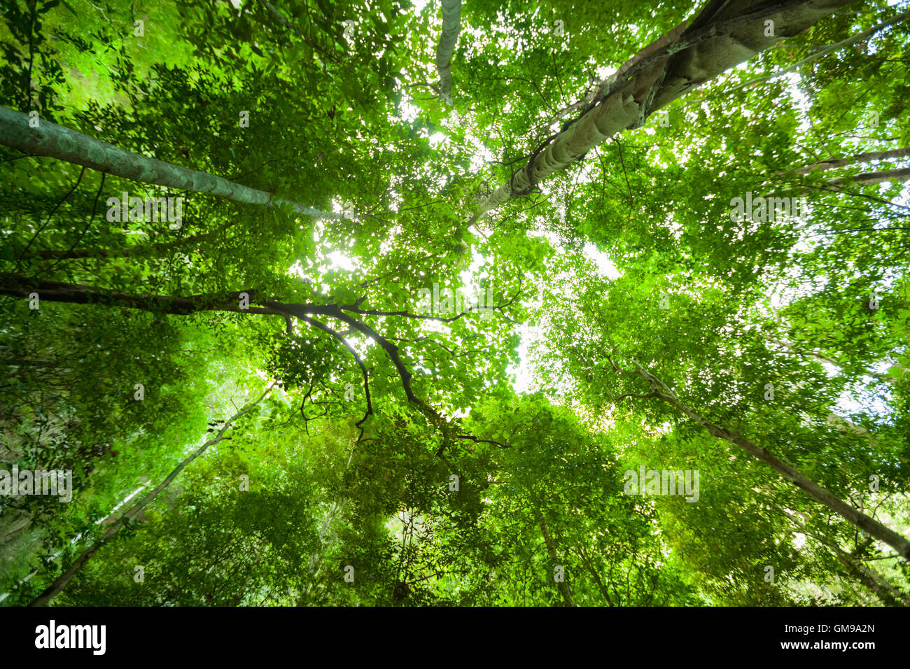 Thailand, trees in the rainforest seen from below Stock Photo - Alamy