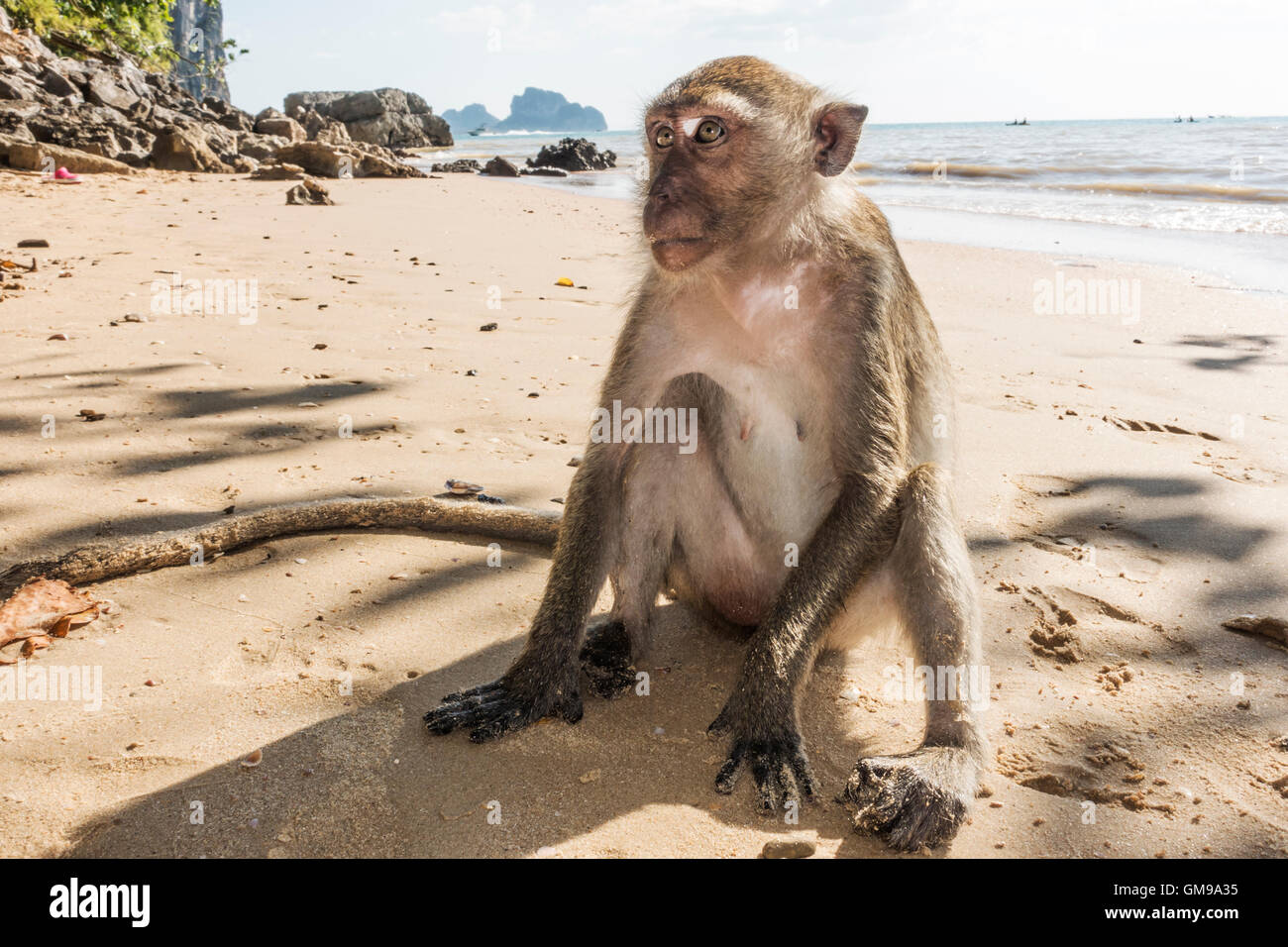 Thailand, Ao Nang, macaque sitting on the beach Stock Photo - Alamy
