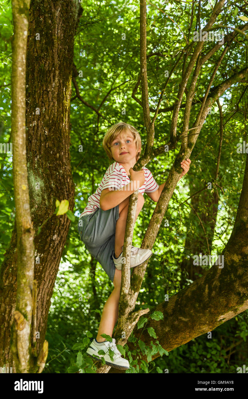 Little boy climbing on a tree in the forest Stock Photo - Alamy