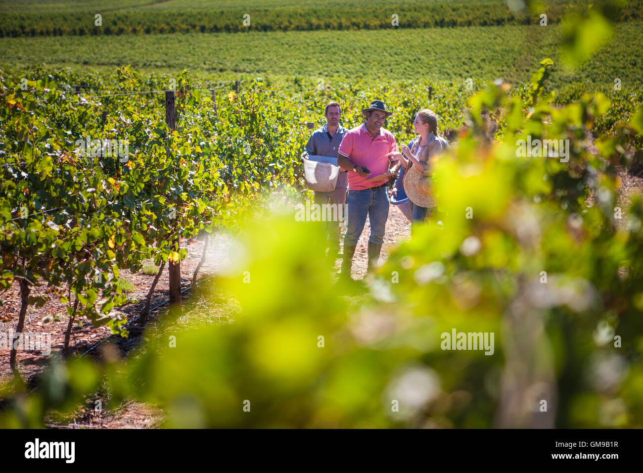 People walking through vineyard Stock Photo - Alamy