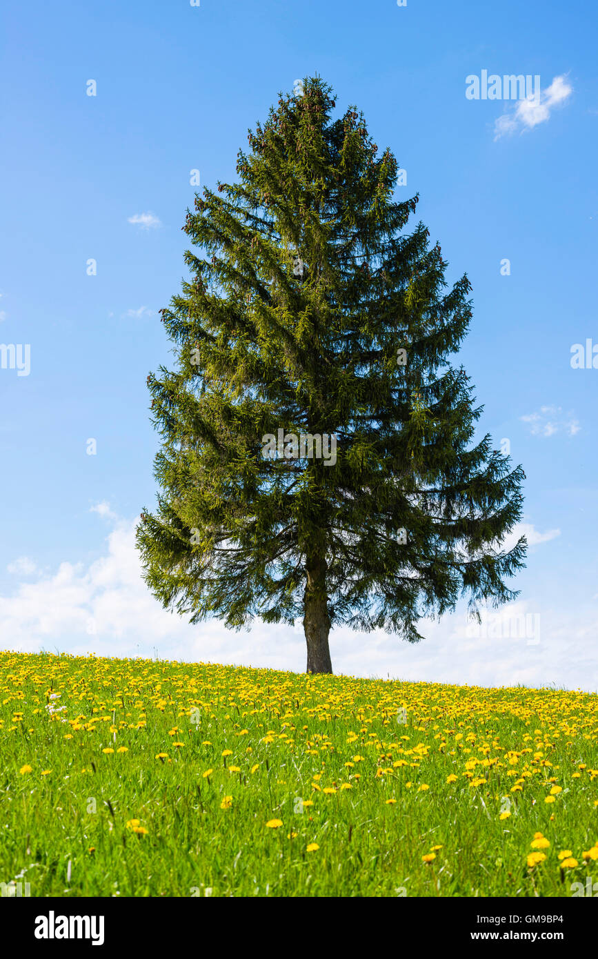 Dandelion field and single fir tree Stock Photo - Alamy