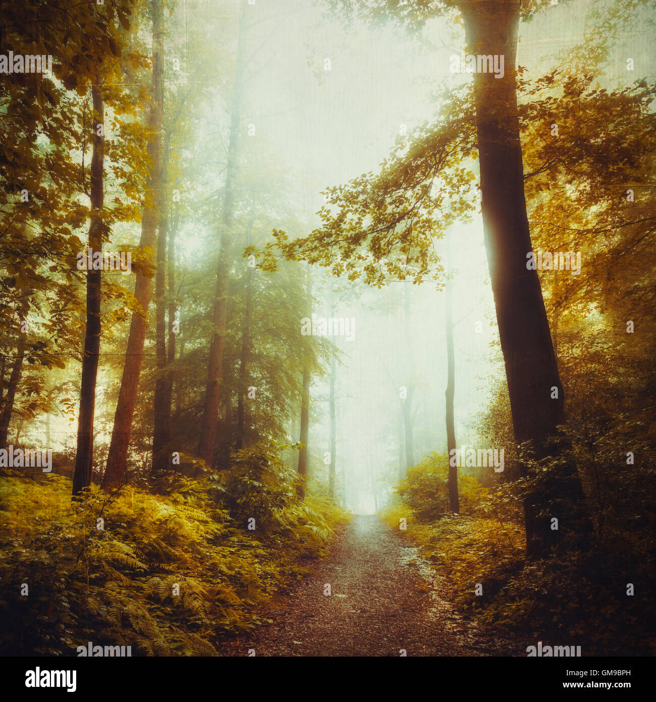 Deciduous forest in spring, forest path Stock Photo - Alamy