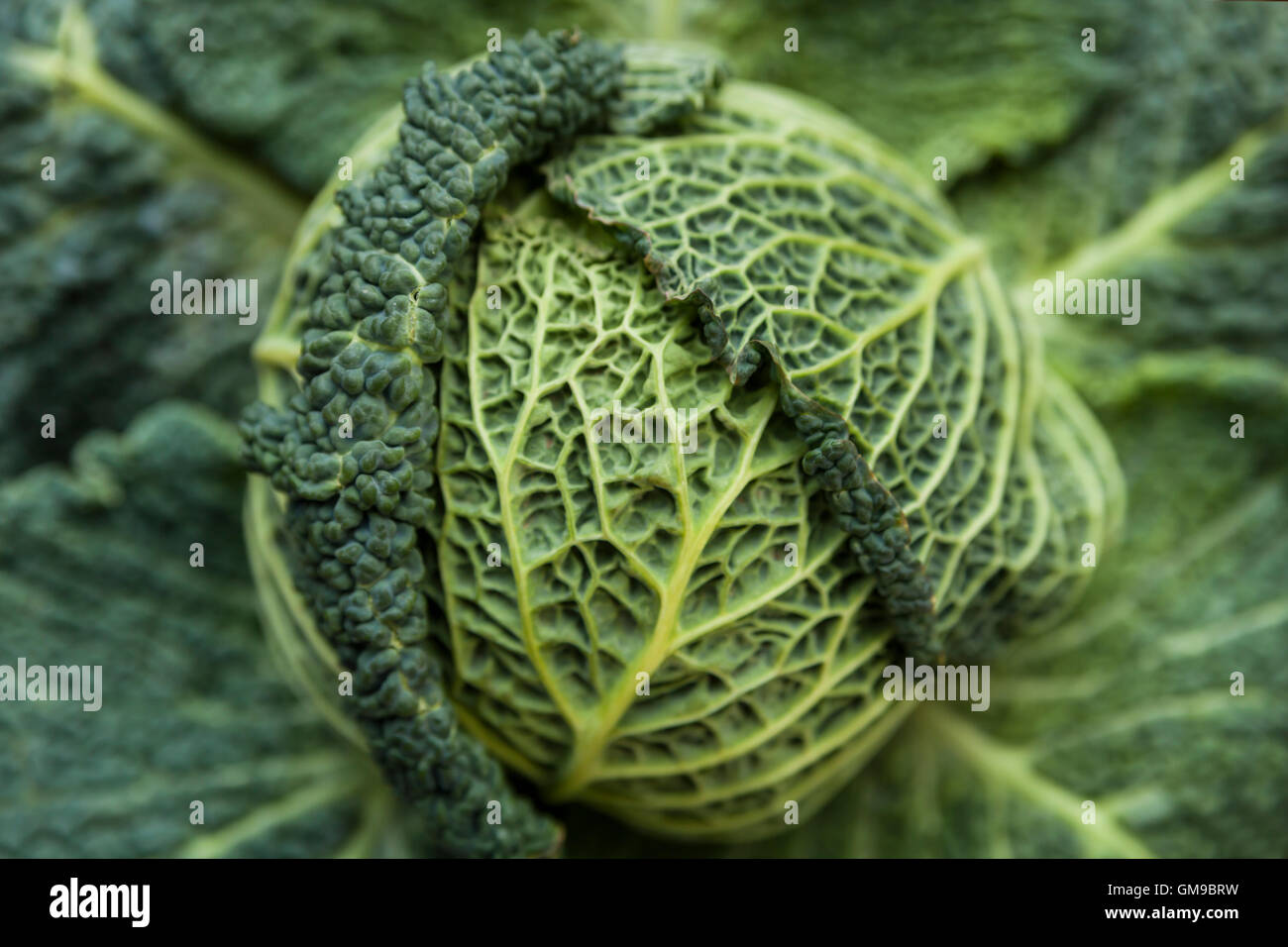 Savoy cabbage in a vegetable garden Stock Photo - Alamy