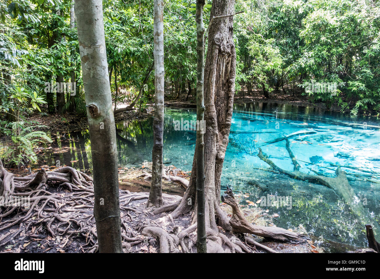 Thailand, Krabo, Emerald Pool in the rainforest Stock Photo - Alamy