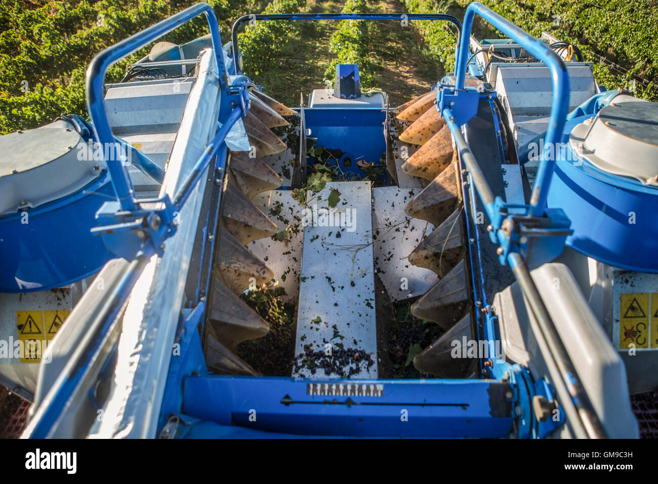 Grape harvesting machine in vineyard Stock Photo - Alamy