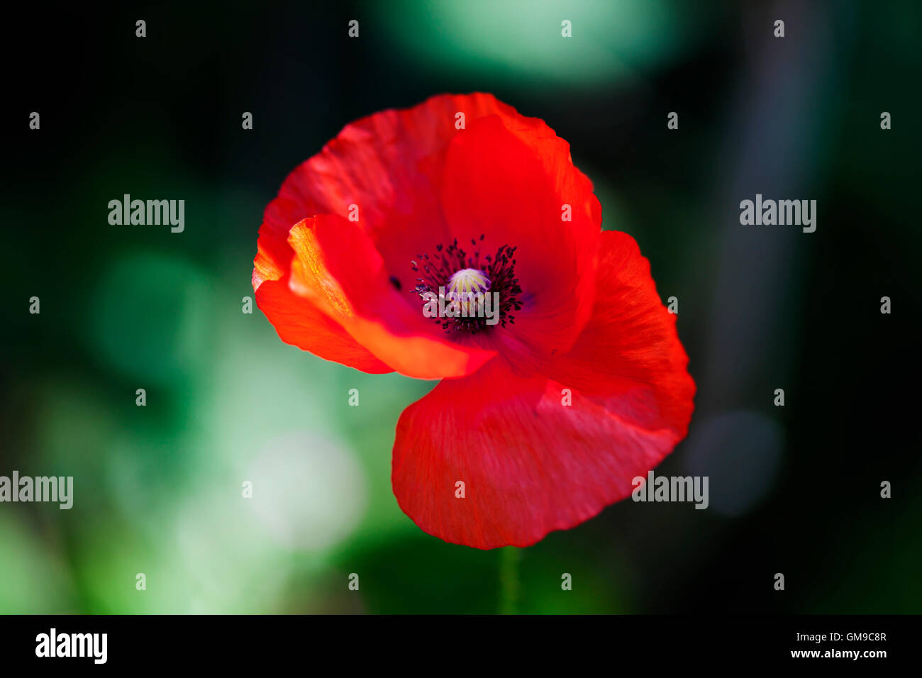 Medical poppy hi-res stock photography and images - Alamy