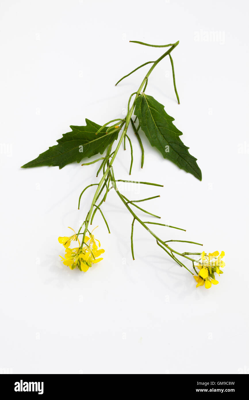 Stem of field mustard on white ground Stock Photo - Alamy