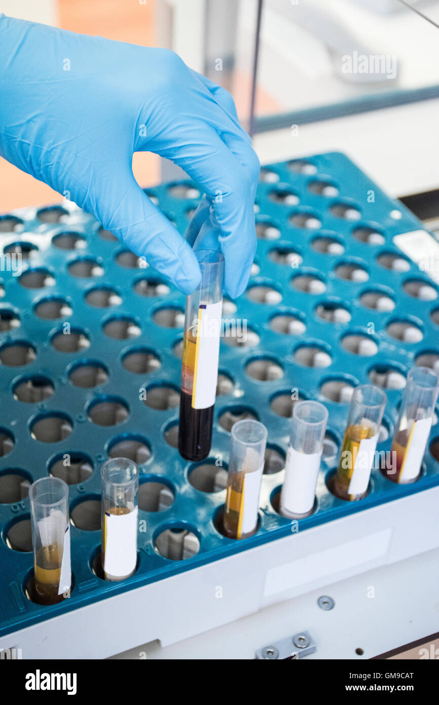 Laboratory technician in analytical laboratory taking test tubes tray ...