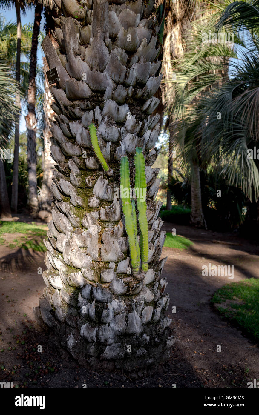 Cactus in a palm tree Stock Photo - Alamy
