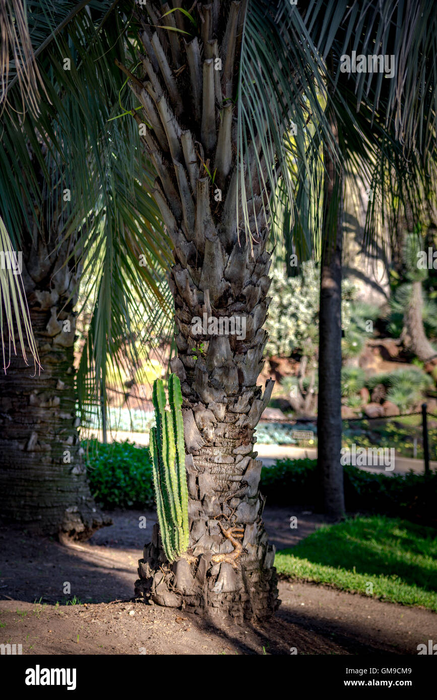 California sunset wildflowers tree hi-res stock photography and images ...