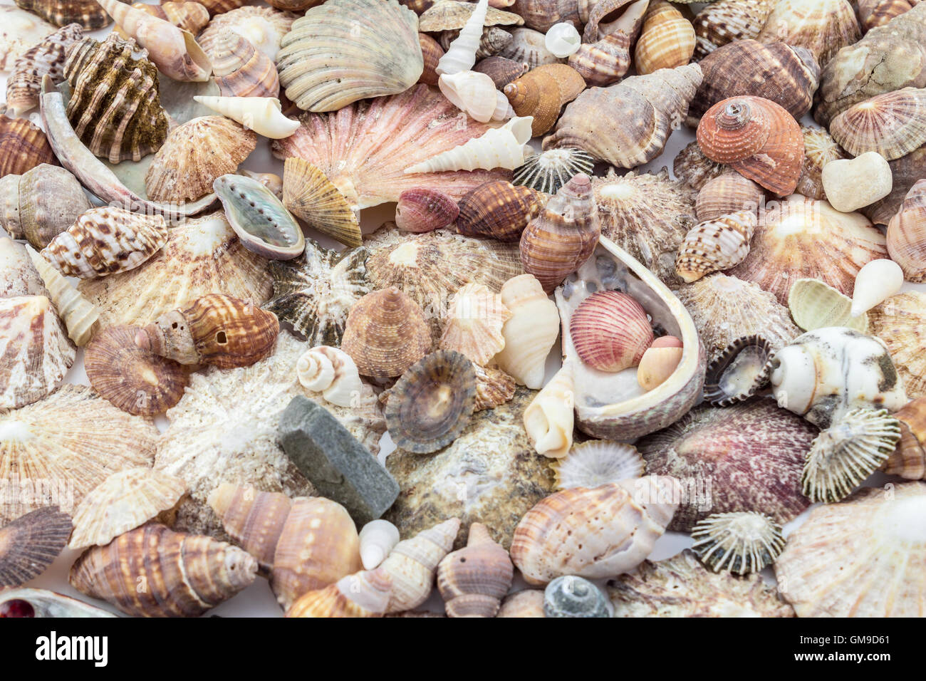 Sea shell background Stock Photo - Alamy
