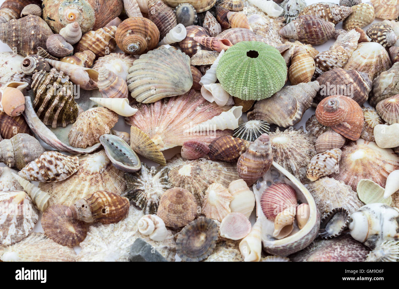 Ear shells hi-res stock photography and images - Alamy