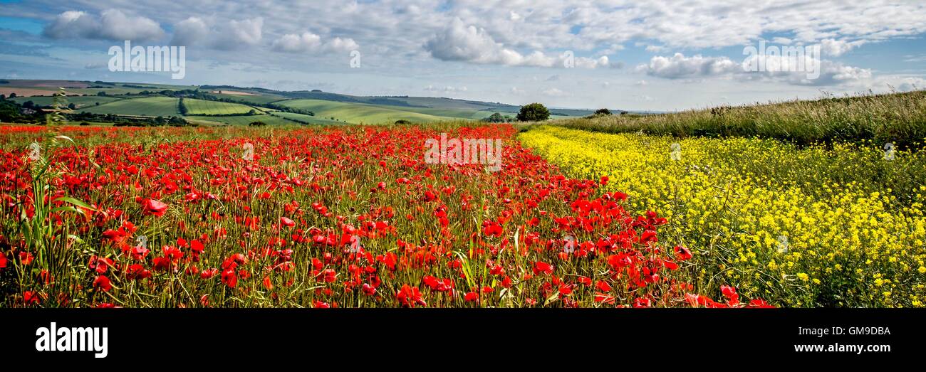 Bright summer colours Stock Photo - Alamy