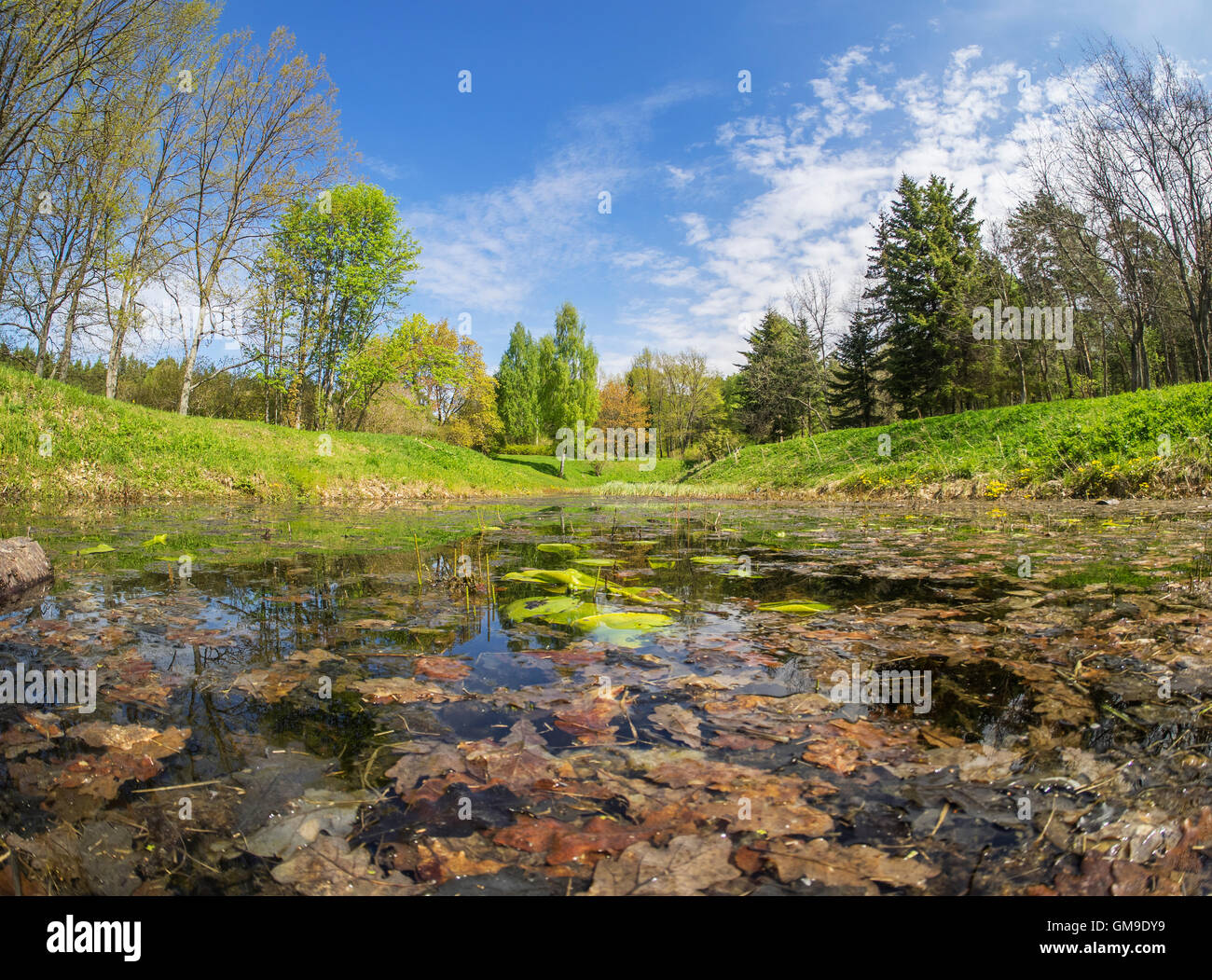 beautiful forest in a botanical garden. North of Russia Stock Photo - Alamy