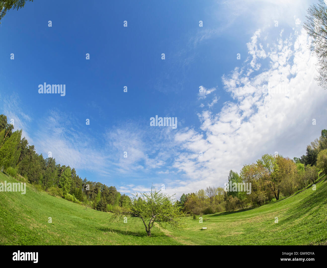 beautiful forest in a botanical garden. North of Russia Stock Photo - Alamy