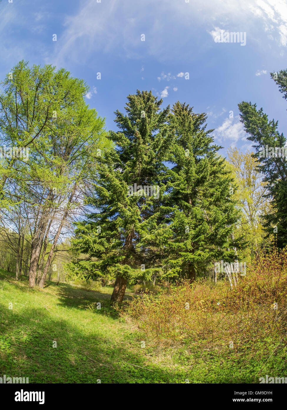 beautiful forest in a botanical garden. North of Russia Stock Photo - Alamy