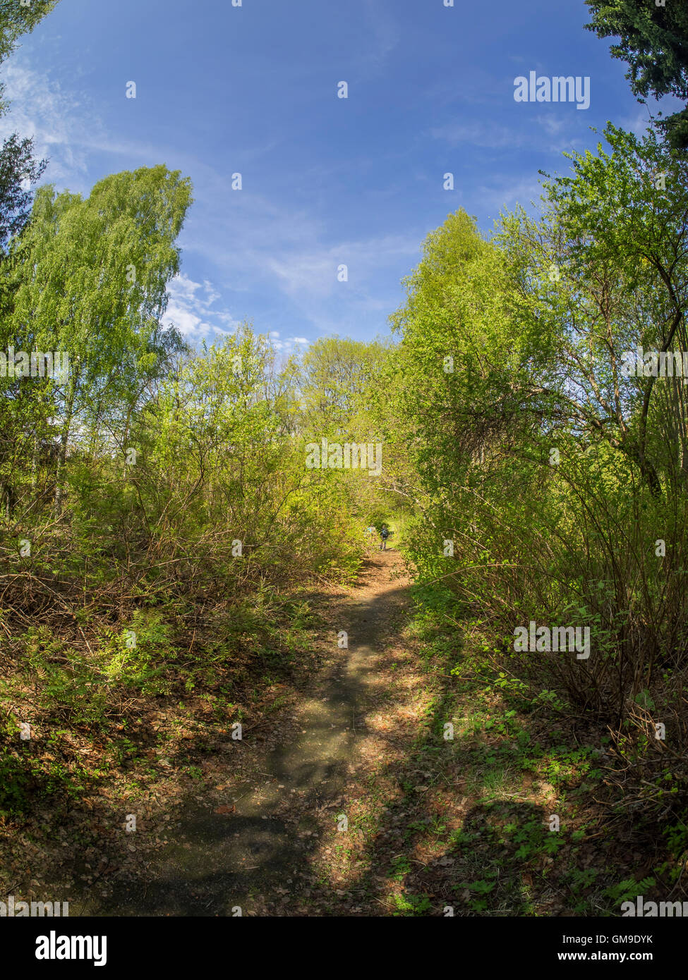 beautiful forest in a botanical garden. North of Russia Stock Photo - Alamy