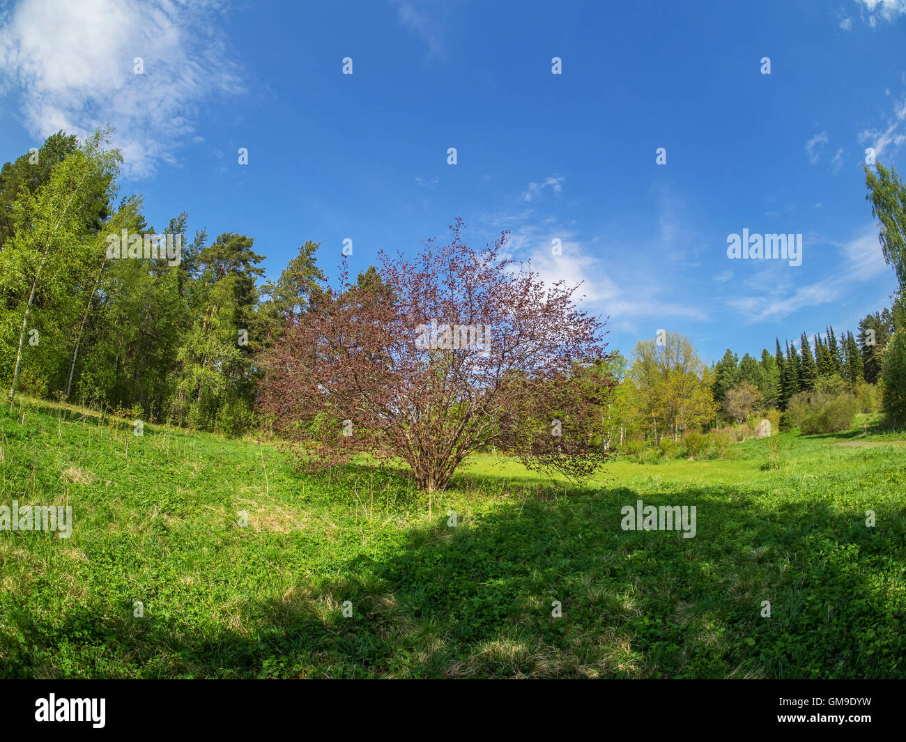 beautiful forest in a botanical garden. North of Russia Stock Photo - Alamy