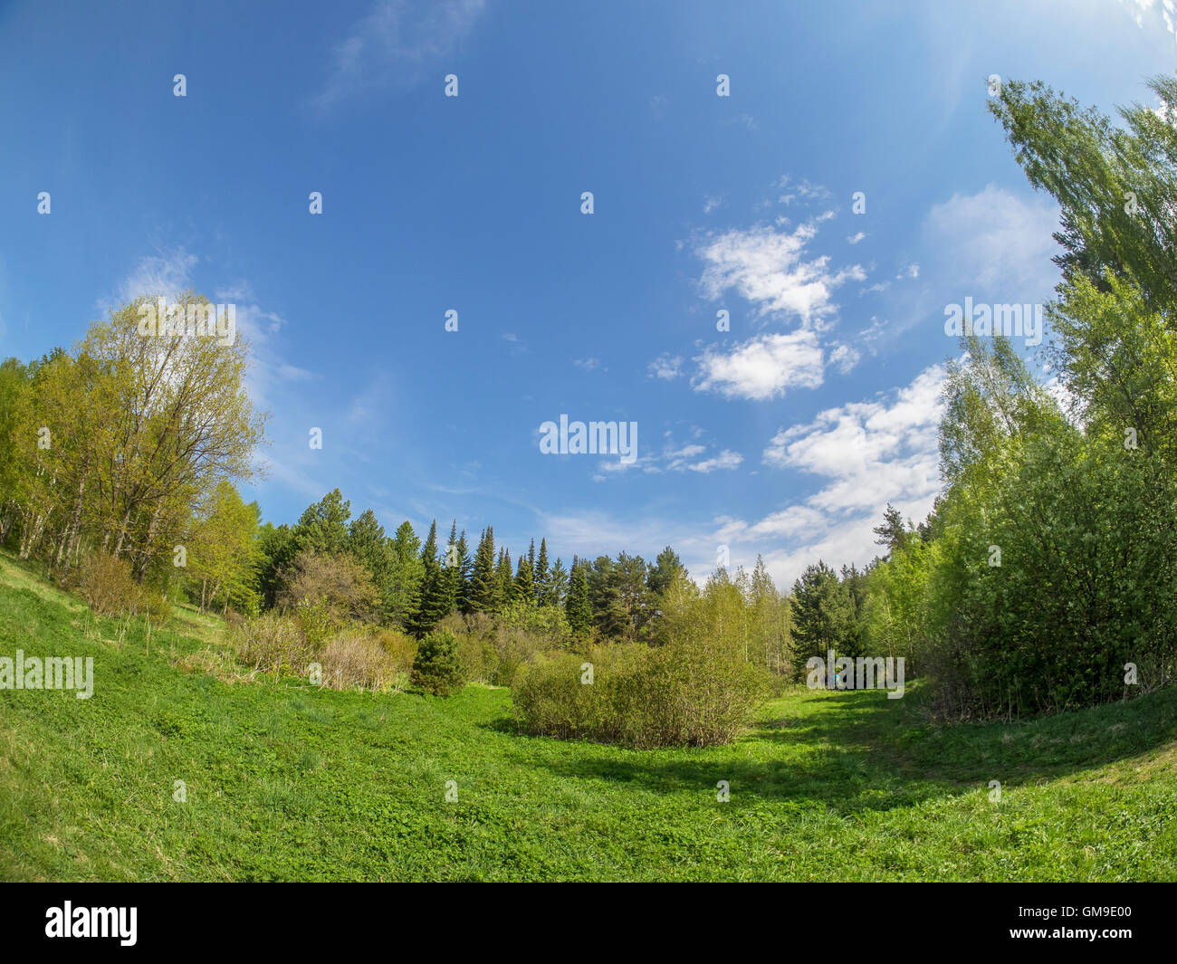 beautiful forest in a botanical garden. North of Russia Stock Photo - Alamy