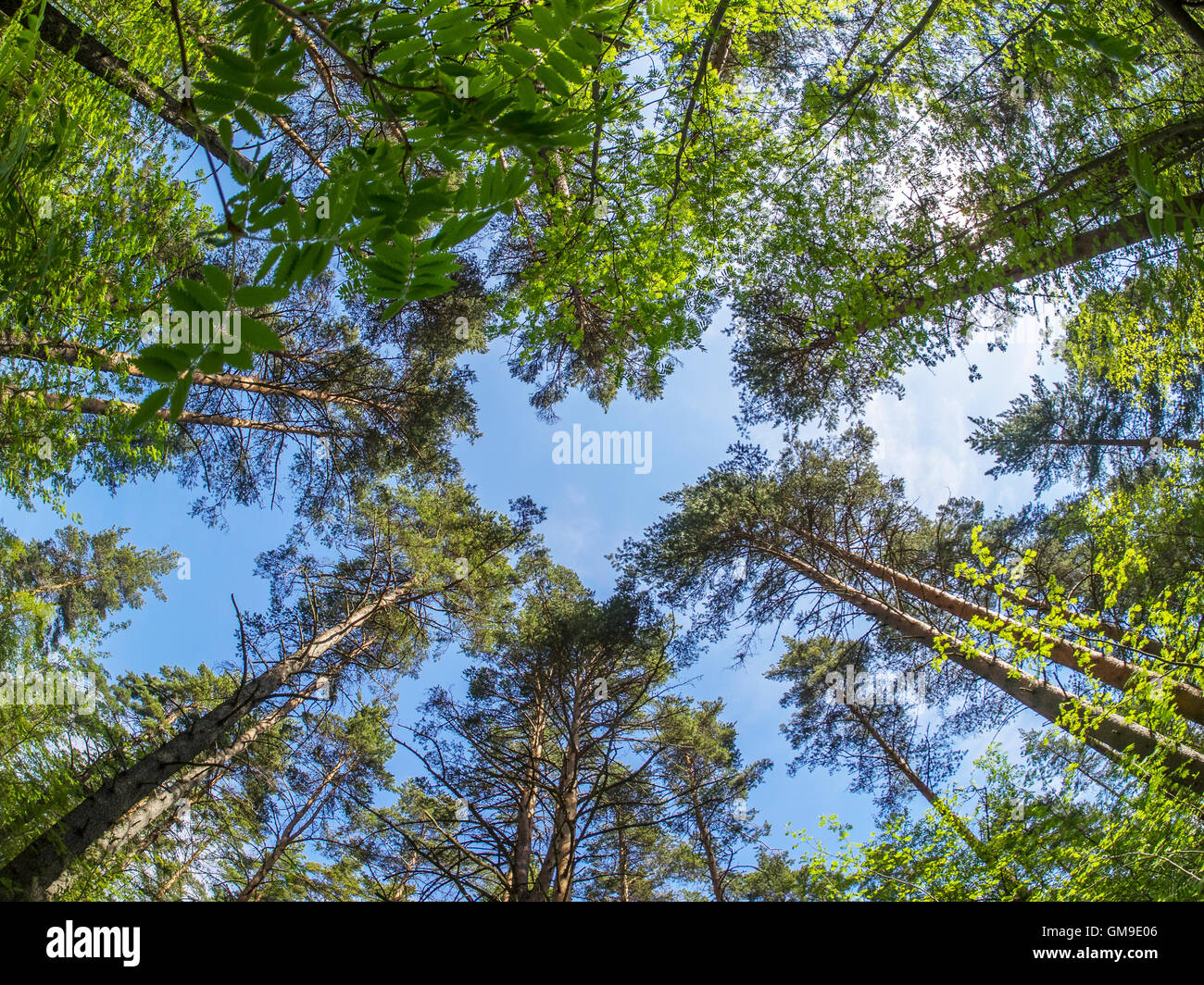 beautiful forest in a botanical garden. North of Russia Stock Photo - Alamy