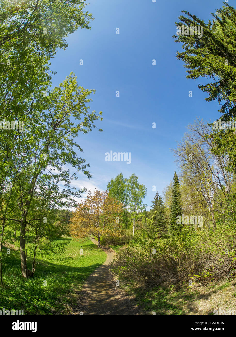 beautiful forest in a botanical garden. North of Russia Stock Photo - Alamy