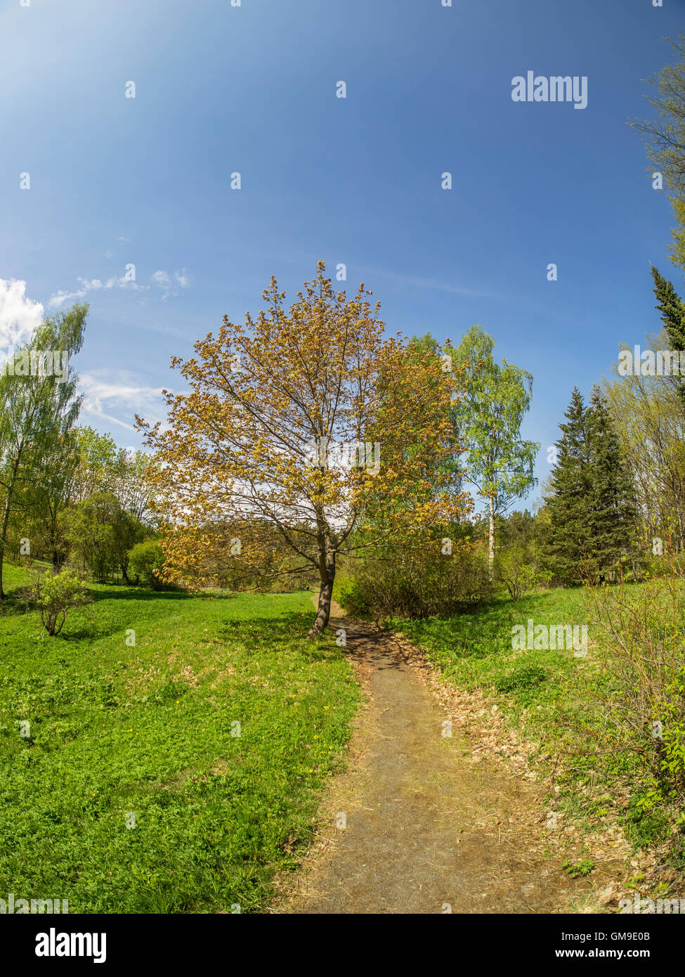 beautiful forest in a botanical garden. North of Russia Stock Photo - Alamy