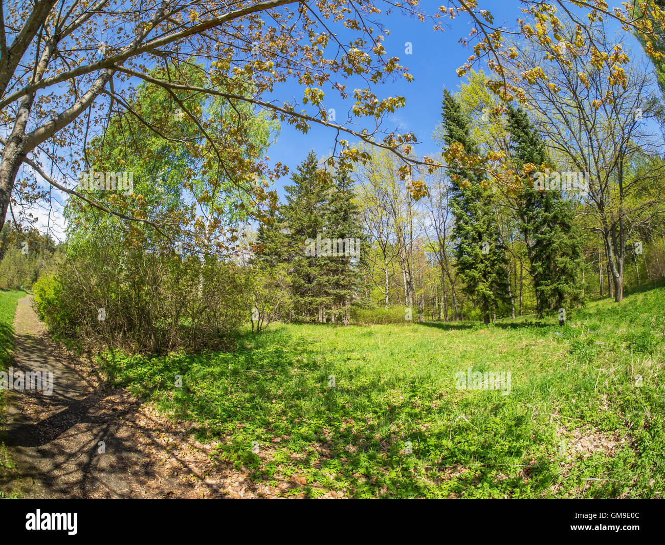 beautiful forest in a botanical garden. North of Russia Stock Photo - Alamy