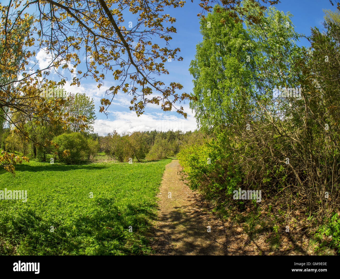 beautiful forest in a botanical garden. North of Russia Stock Photo - Alamy