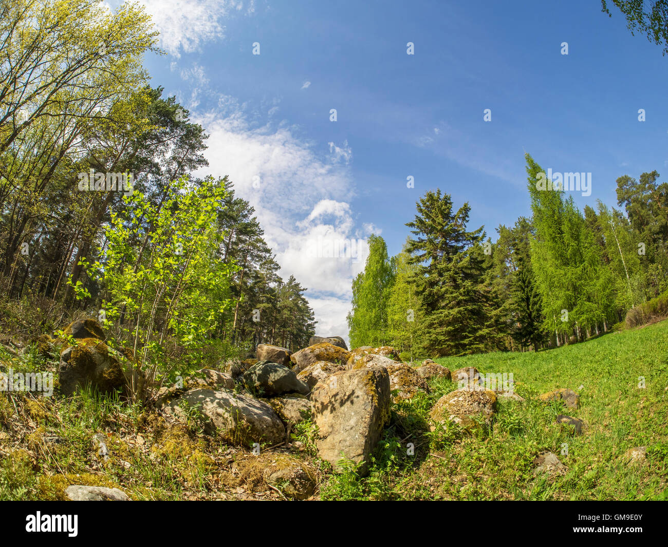 beautiful forest in a botanical garden. North of Russia Stock Photo - Alamy