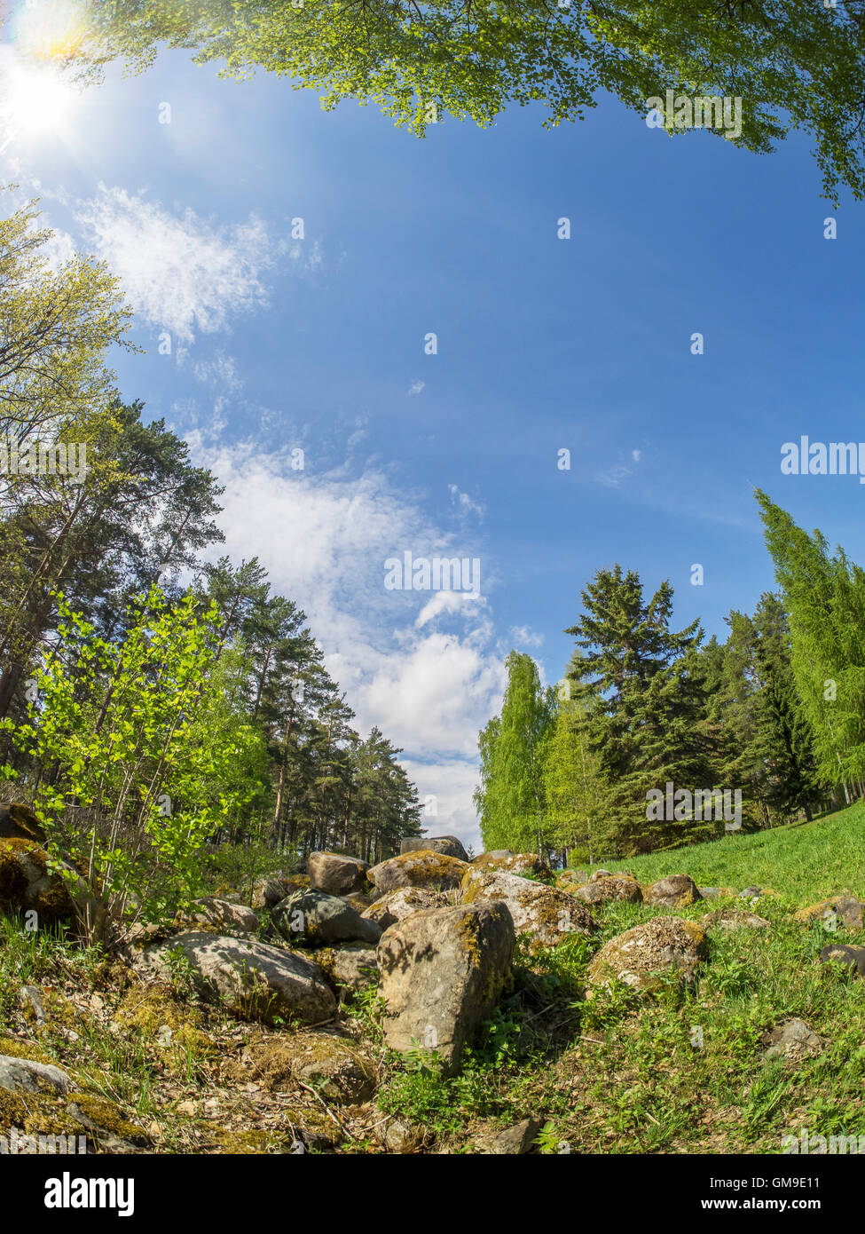beautiful forest in a botanical garden. North of Russia Stock Photo - Alamy