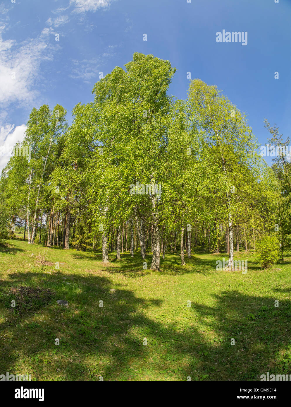 beautiful forest in a botanical garden. North of Russia Stock Photo - Alamy