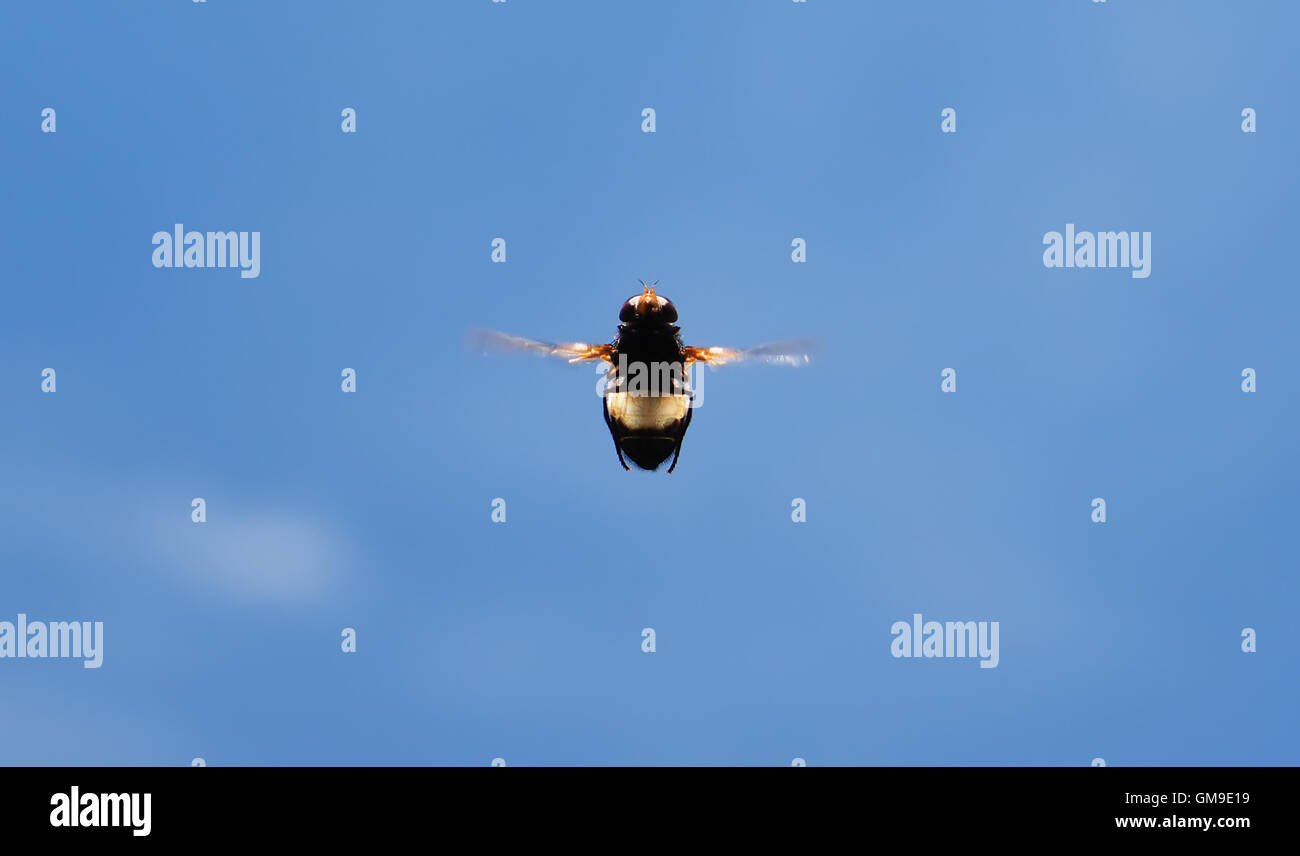 insect fly in flight Stock Photo - Alamy