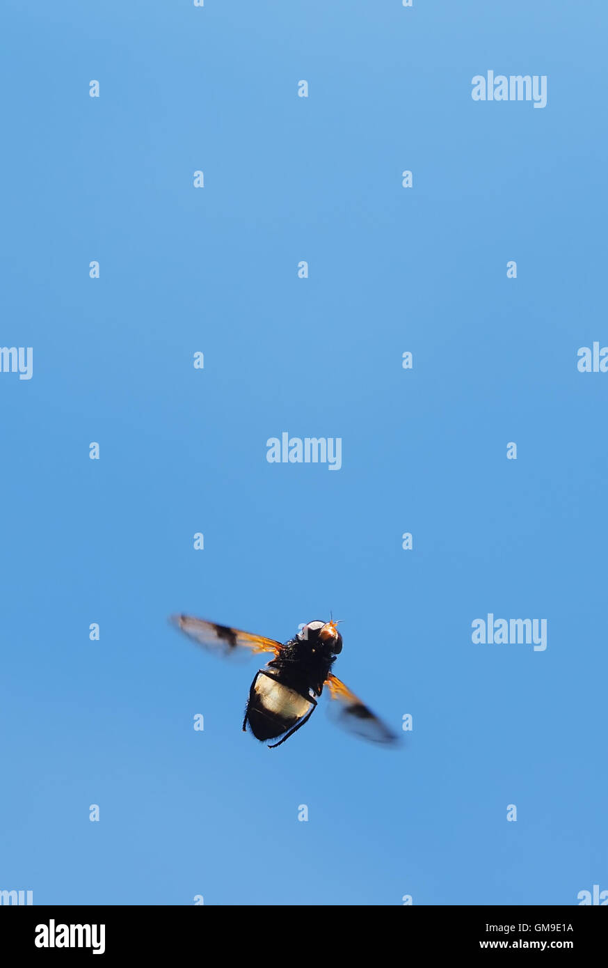 insect fly in flight Stock Photo - Alamy