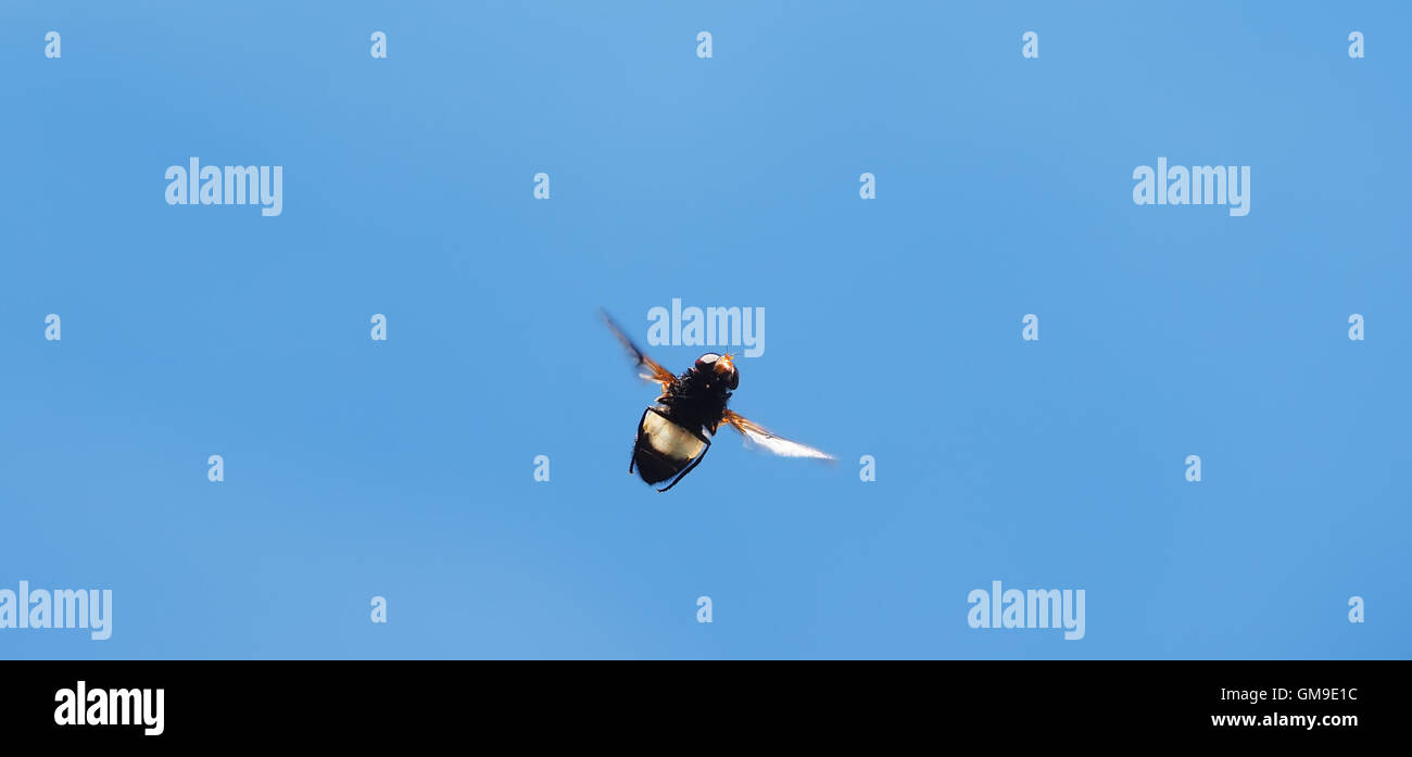 insect fly in flight Stock Photo - Alamy