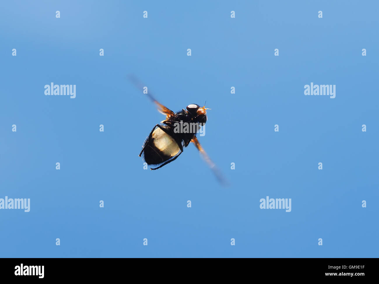 insect fly in flight Stock Photo - Alamy