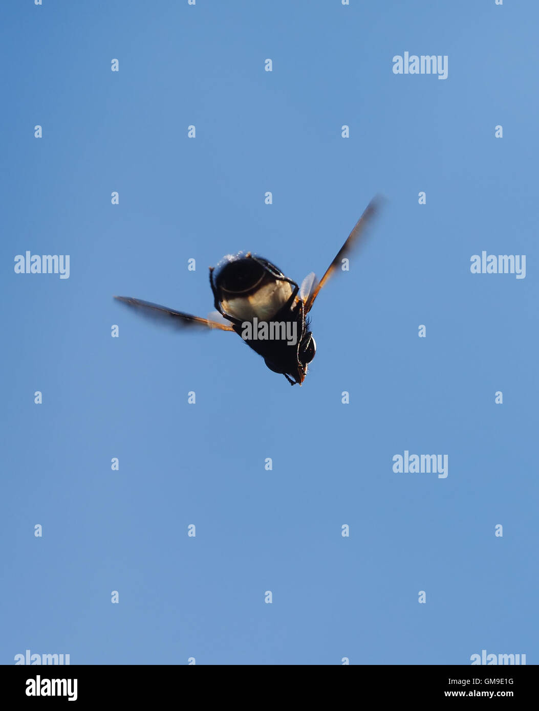 insect fly in flight Stock Photo - Alamy