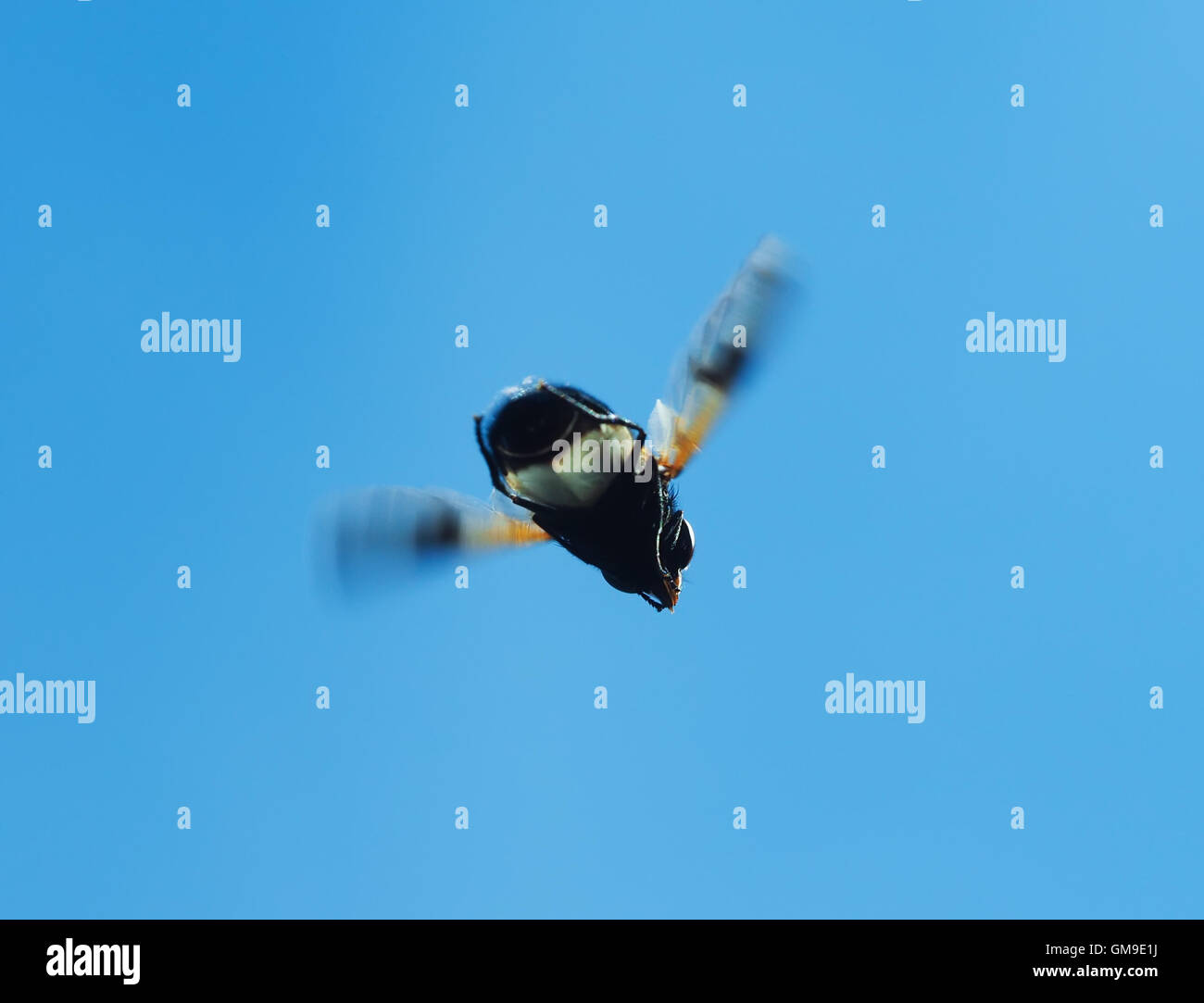 insect fly in flight Stock Photo - Alamy