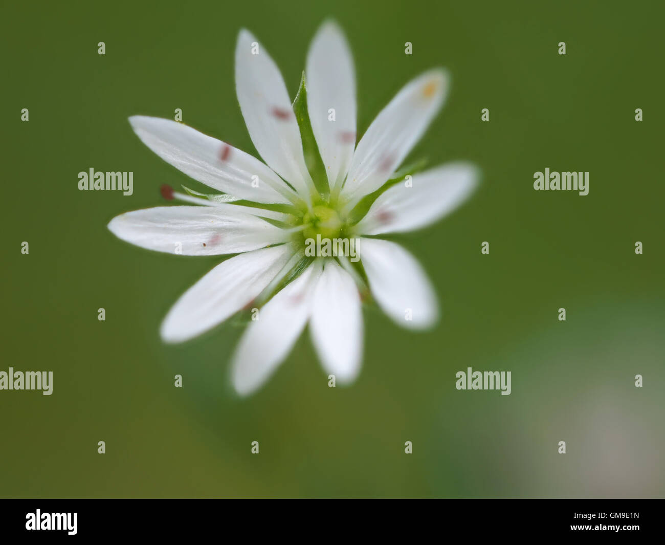 chickweed flower in the forest Stock Photo - Alamy