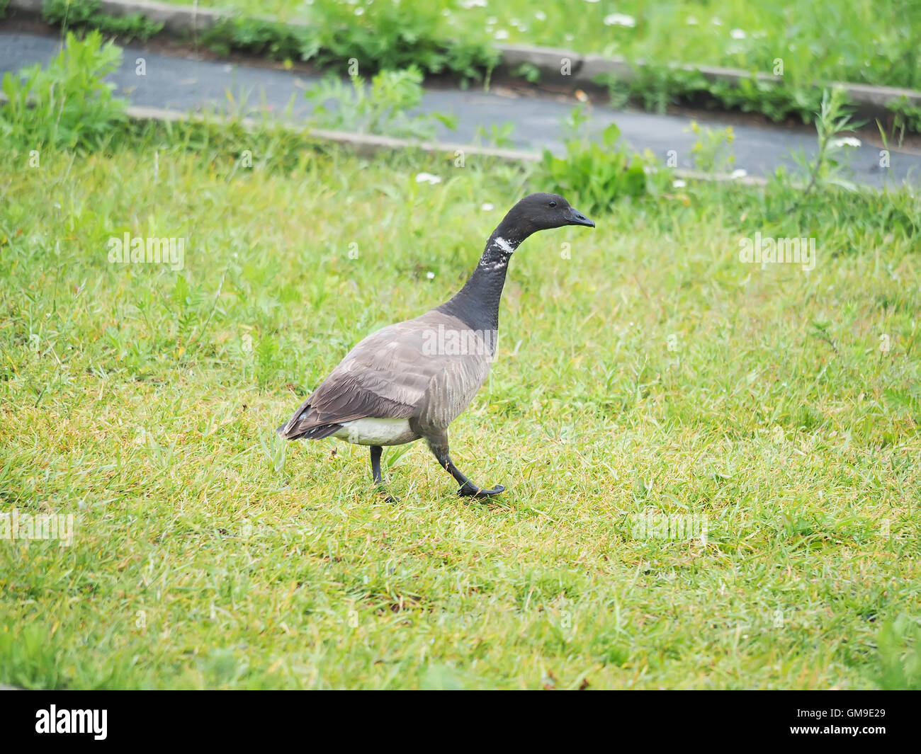 Brant canadian hi-res stock photography and images - Alamy
