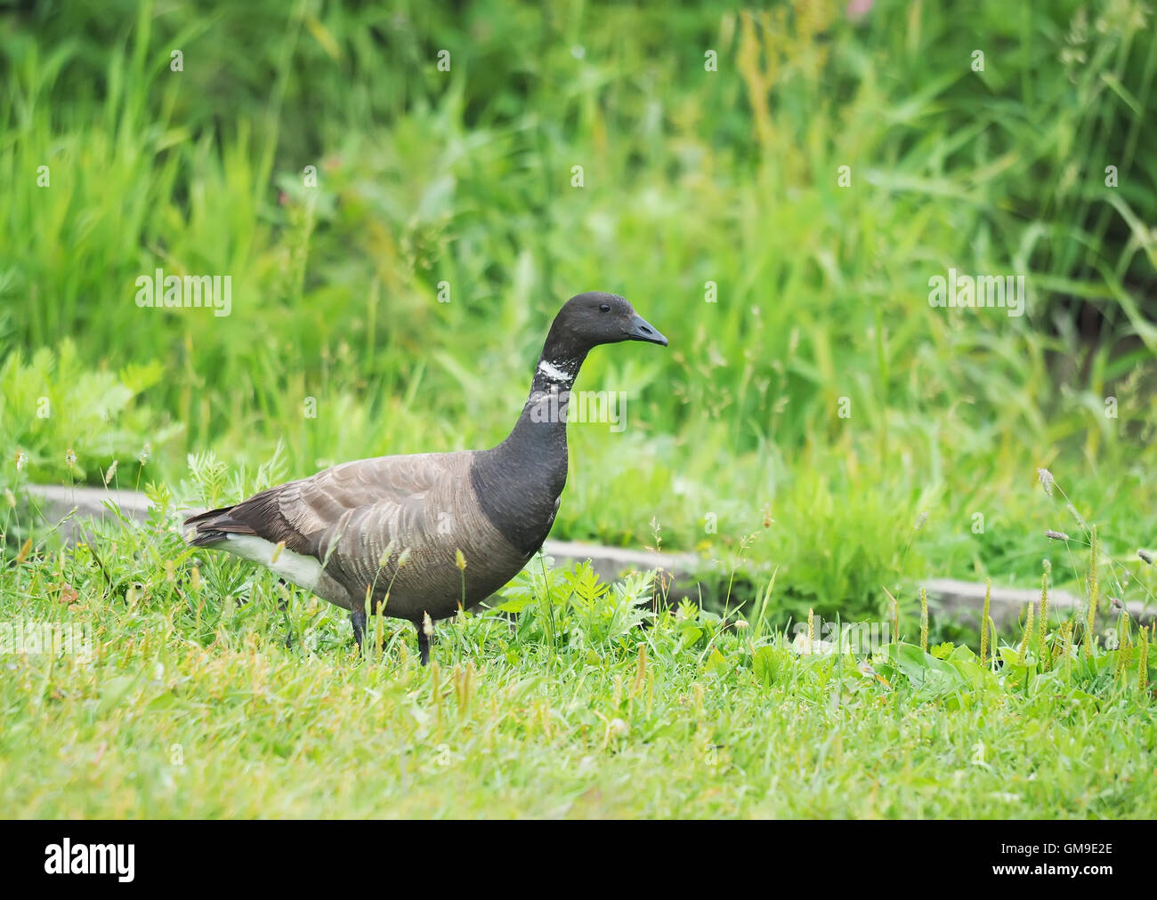 Brant canadian hi-res stock photography and images - Alamy