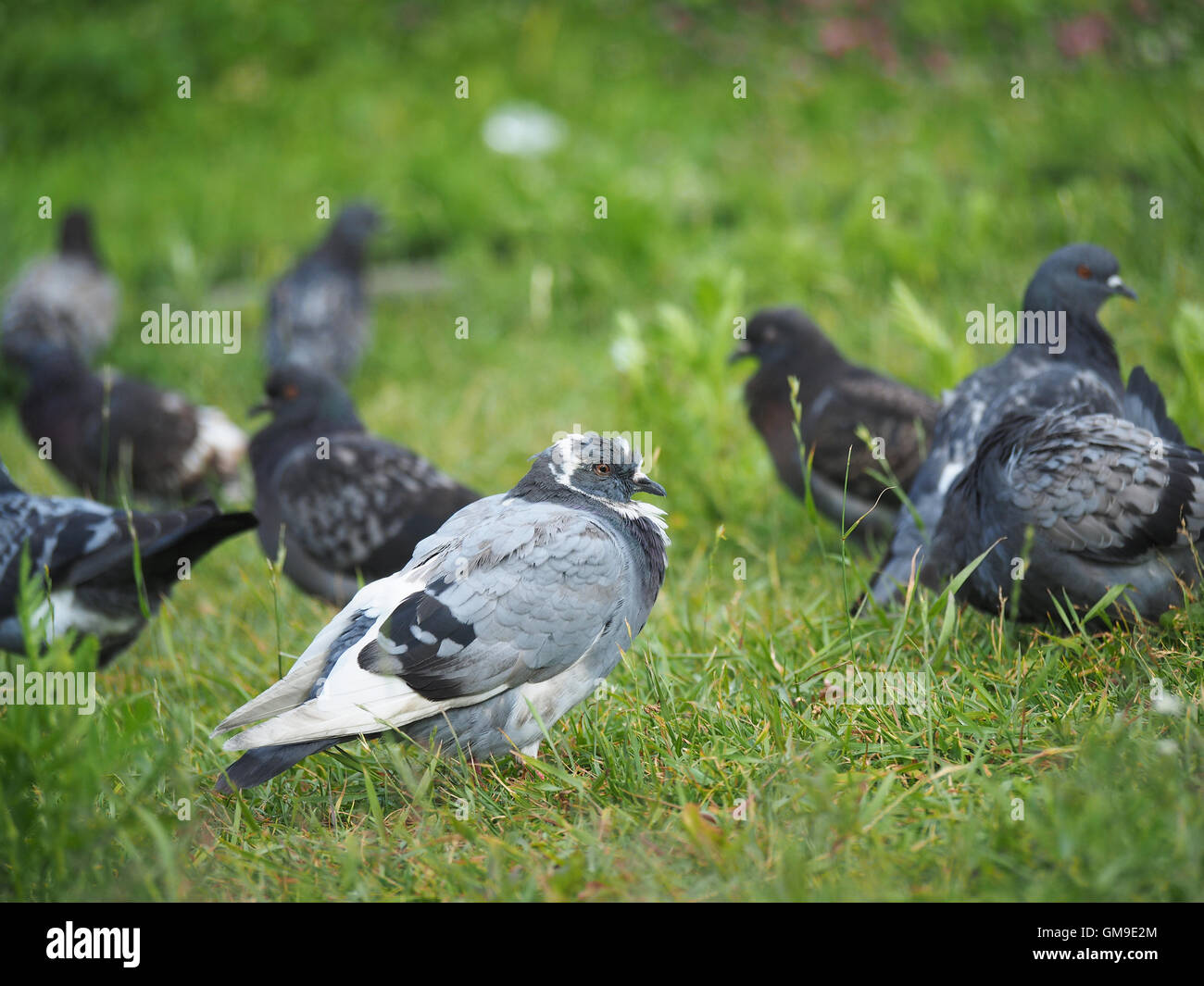 portrait of a dove Stock Photo - Alamy