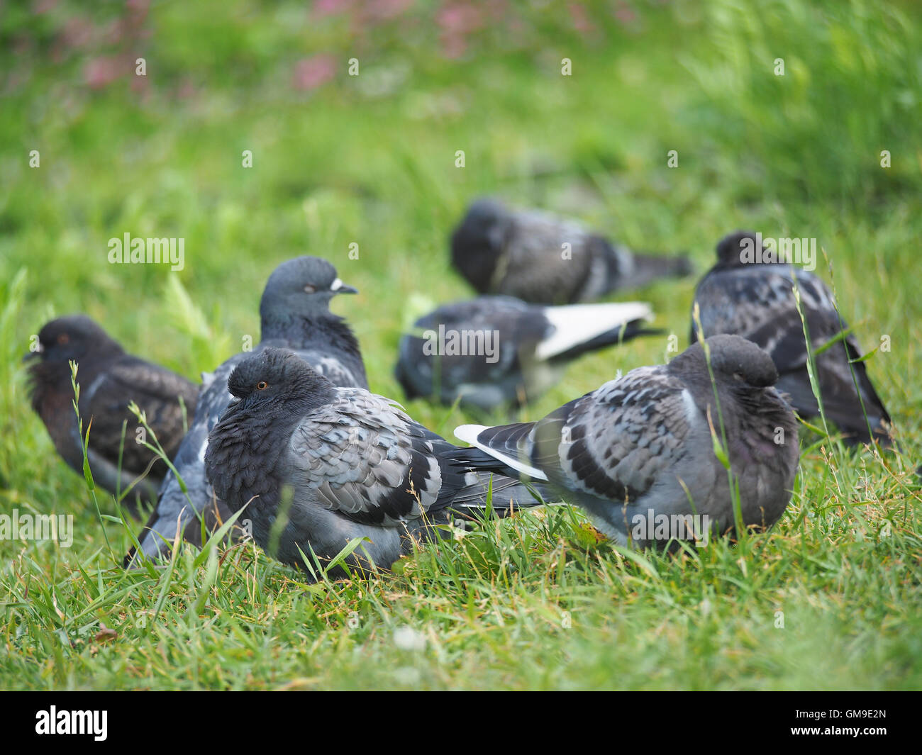 portrait of a dove Stock Photo - Alamy