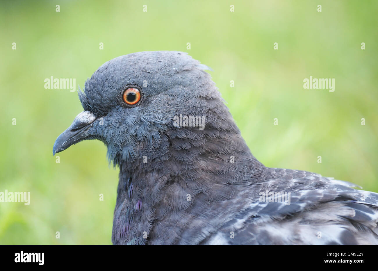 portrait of a dove Stock Photo - Alamy